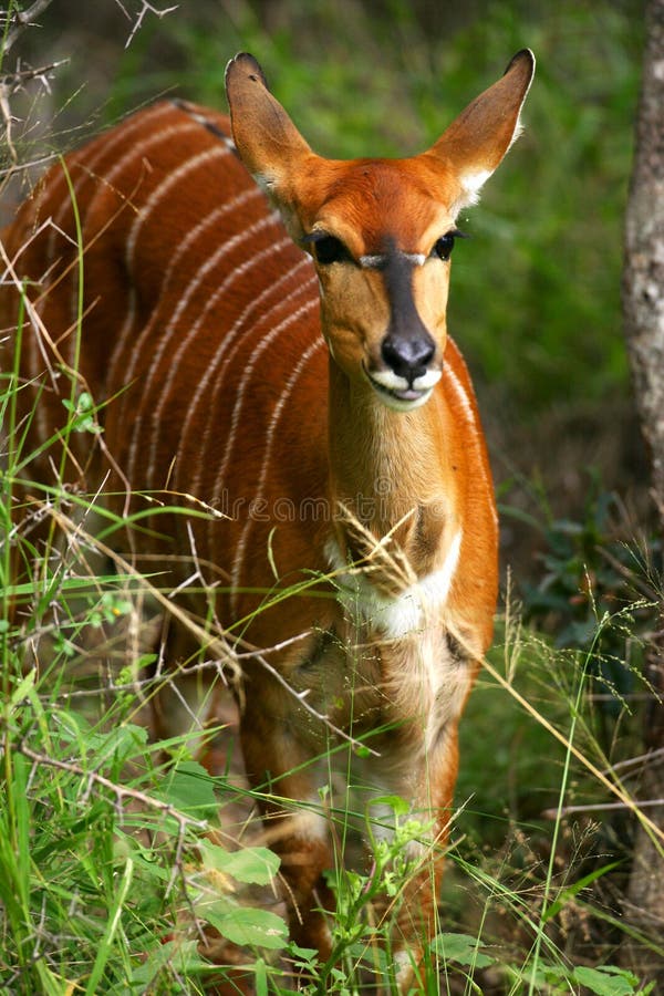 African Female Nyala stock image. Image of wild, nature - 4256189