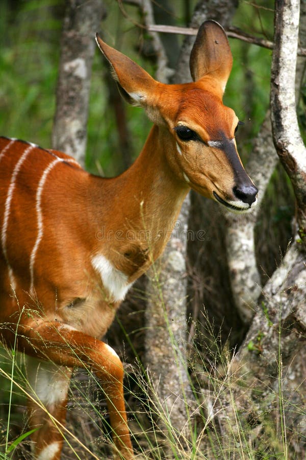 Female Ewe Nyala Buck in a South African Wildlife Reserve Stock Photo ...
