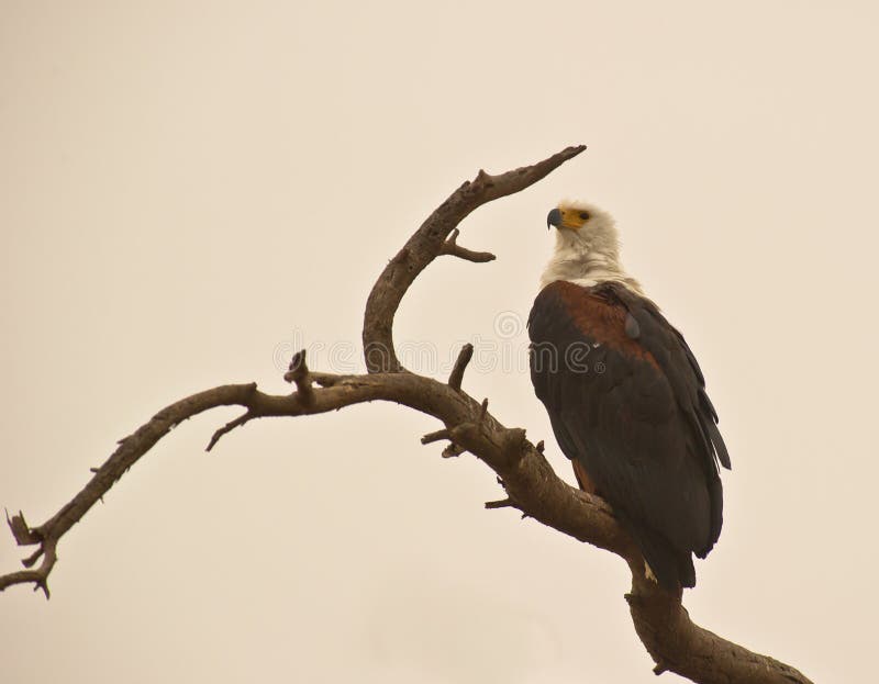 Tired fish stock image. Image of fish, pollution, ruins - 49178067