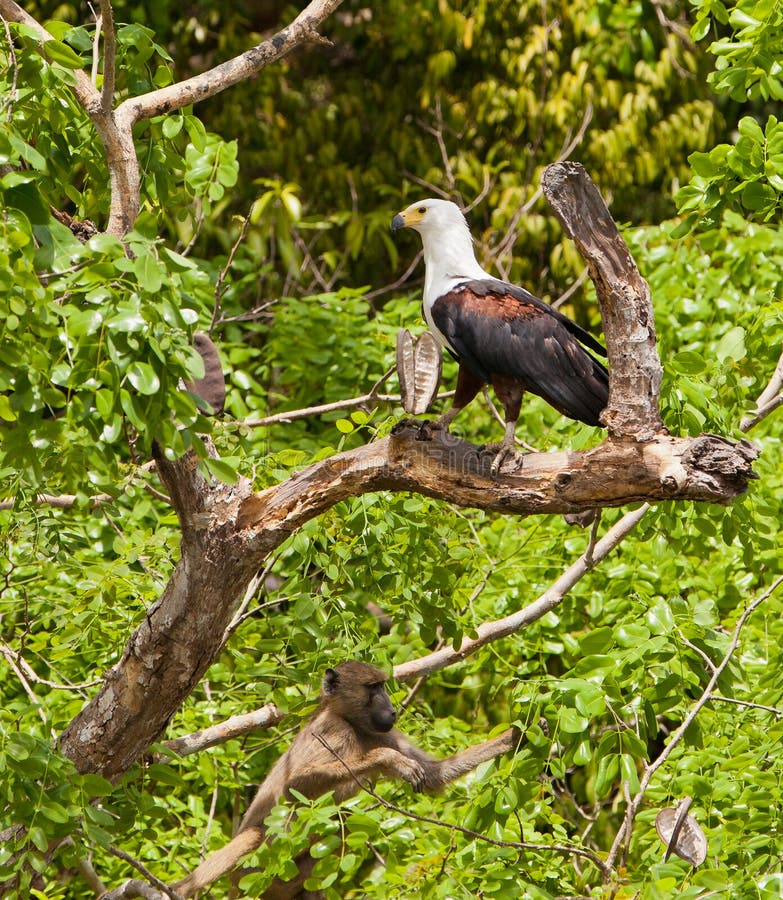 African Fish Eagle and Baboon Stock Image - Image of habitat, colour ...
