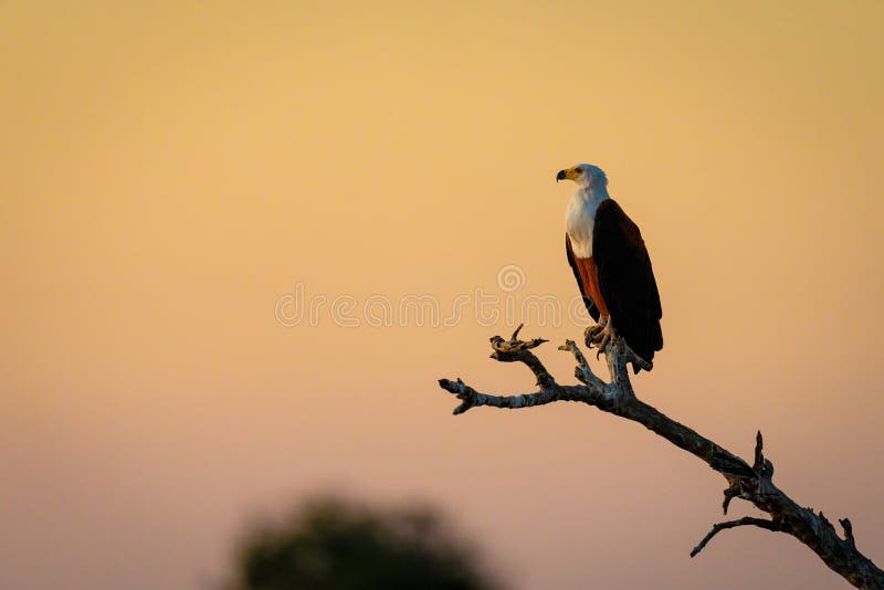 African Fish Eagle on Branch at Dusk Stock Image - Image of african ...