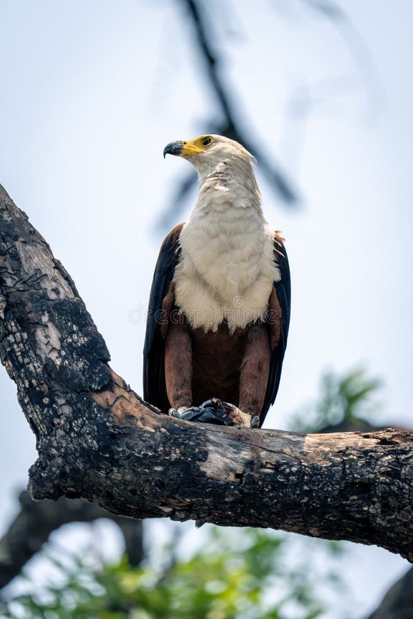 African Fish Eagle on Branch Holds Fish Stock Image - Image of africa ...