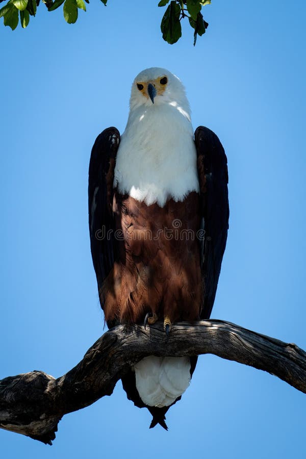 African Fish Eagle on Branch in Shadow Stock Image - Image of botswana ...
