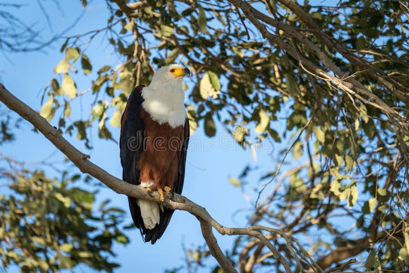 African Fish Eagle on Branch Showing Catchlight Stock Image - Image of ...