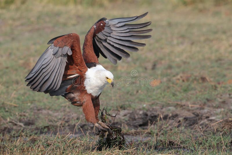 Flying African Fish Eagle with Fish Stock Image - Image of africa ...