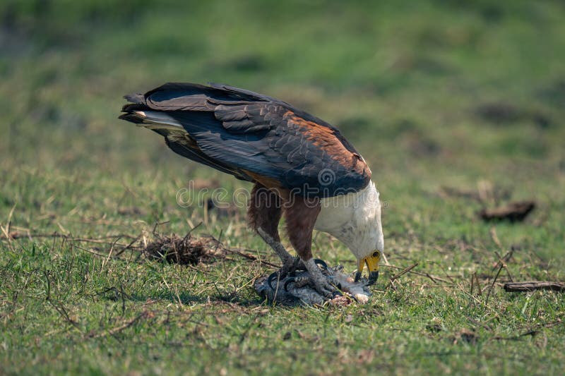 African Fish Eagle Eats Grass Stock Photos - Free & Royalty-Free Stock ...