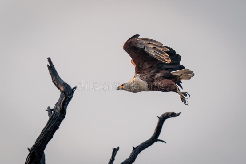 African Fish Eagle Flies Over Dead Tree Stock Image - Image of bird ...