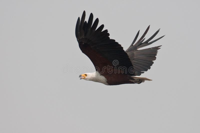 Flying African Fish Eagle with Fish Stock Image - Image of africa ...