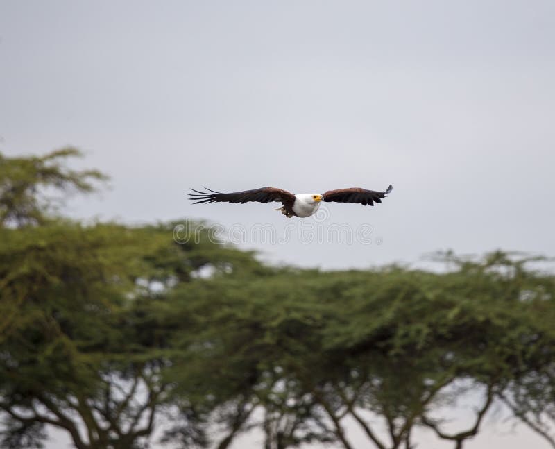 African Fish Eagle Flying Above the Trees Stock Photo - Image of kenya ... African Fish Eagle Flying Above the Trees Stock Photo - Image of kenya ...