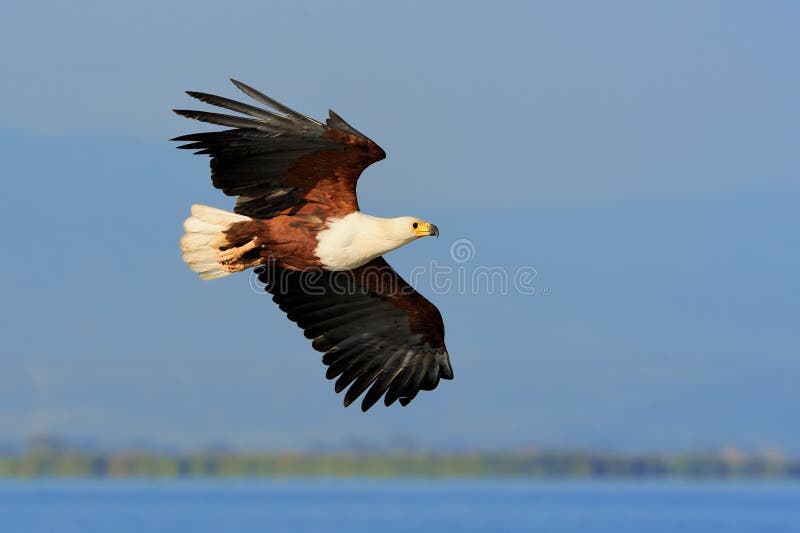 African Fish Eagle Flying Against Blue Sky Stock Image - Image of blue ...