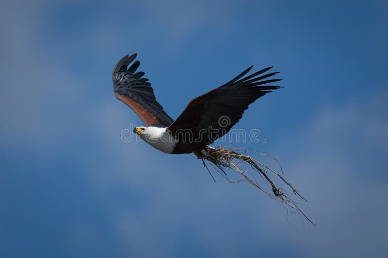 African Fish Eagle Flying with Nesting Material Stock Image - Image of ...