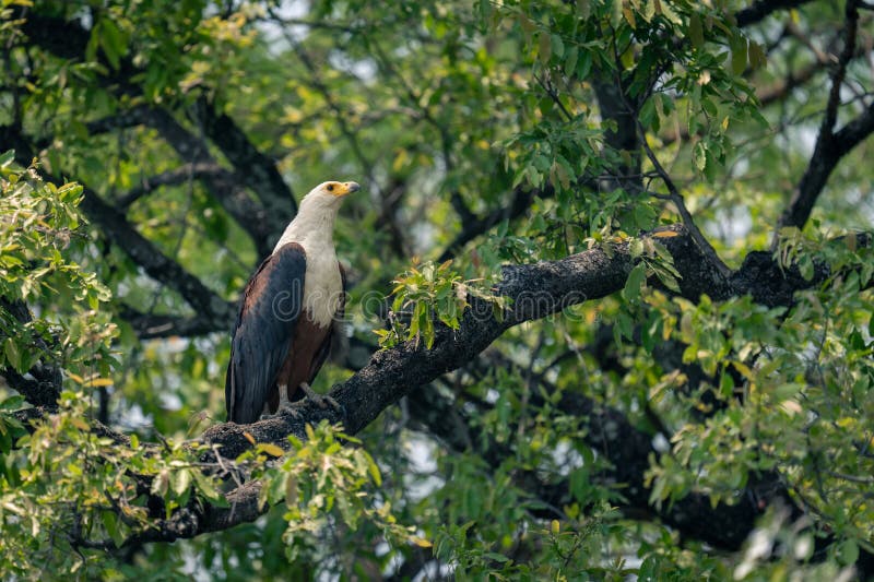 African Fish Eagle Looks Up in Tree Stock Image - Image of twig, travel ...