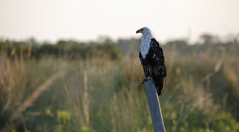 African Fish Eagle in the Okavango Delta Stock Photo - Image of ...