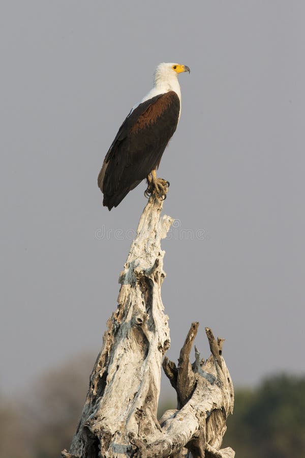 African Fish Eagle on Perch Stock Photo - Image of perched, raptor ...