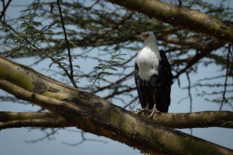 African Fish Eagle Perched on Tree Branch Stock Image - Image of drive ...