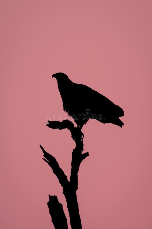 African Fish Eagle Silhouetted Dead Tree Stock Photos - Free & Royalty ...