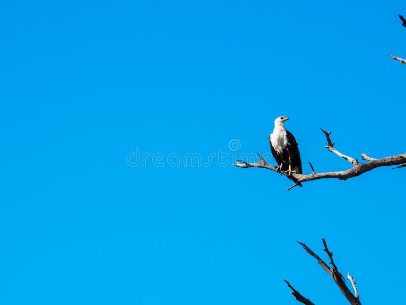 African Fish Eagle Standing on Dry Tree Branch with Blue Sky Stock ...