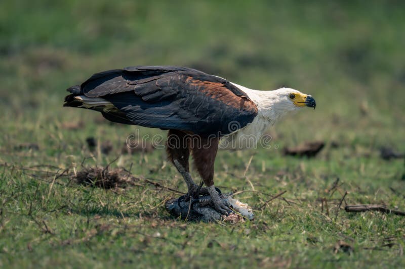 African Fish Eagle Stands on Dead Fish Stock Image - Image of birds ...