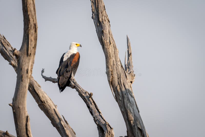 African Fish Eagle Staring in Dead Tree Stock Image - Image of ...