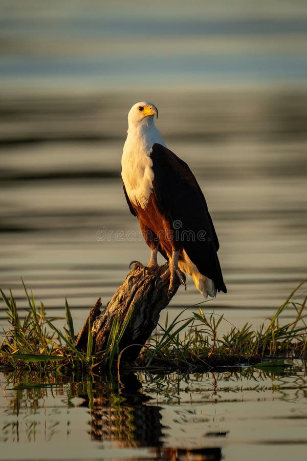 African Fish Eagle on Stump in River Stock Image - Image of bird ...