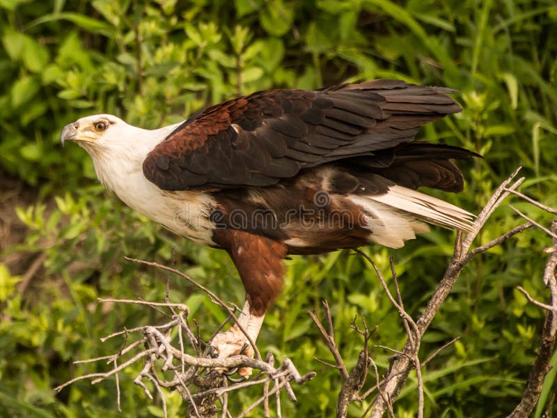 African Fish-Eagle stock image. Image of southern, power - 85435477
