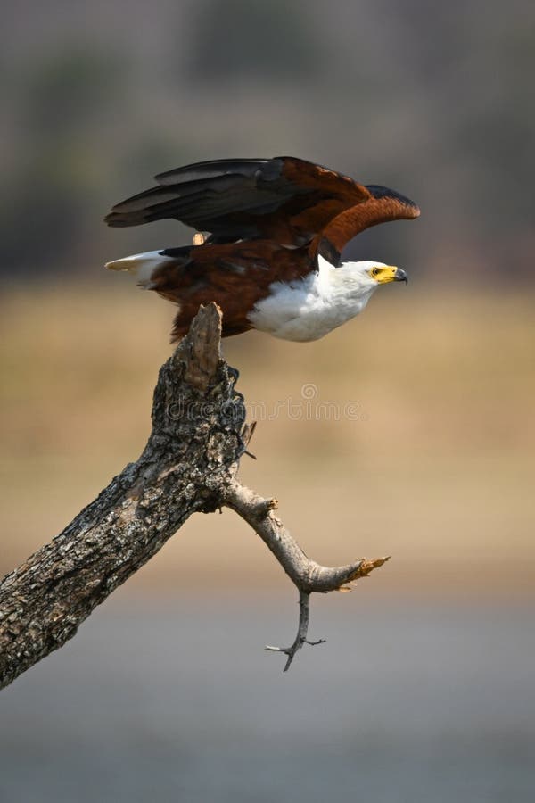 1,194 Fly Off Game Stock Photos - Free & Royalty-Free Stock Photos from ...