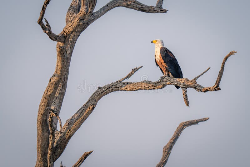 African Fish Eagle in Tree Facing Left Stock Photo - Image of animals ...
