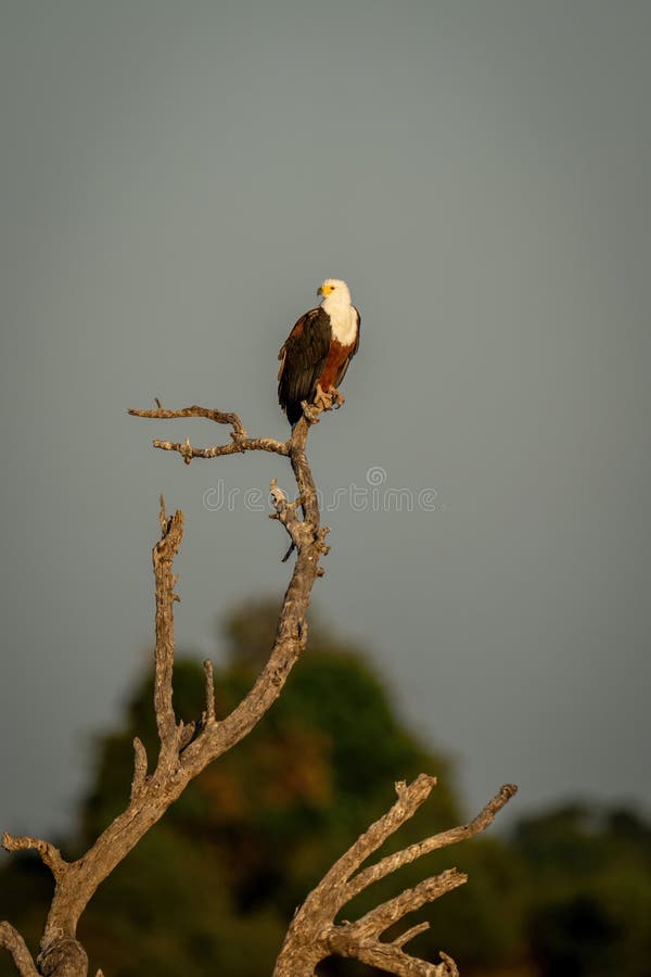 African Fish Eagle on Tree Turning Head Stock Image - Image of vocifer ...