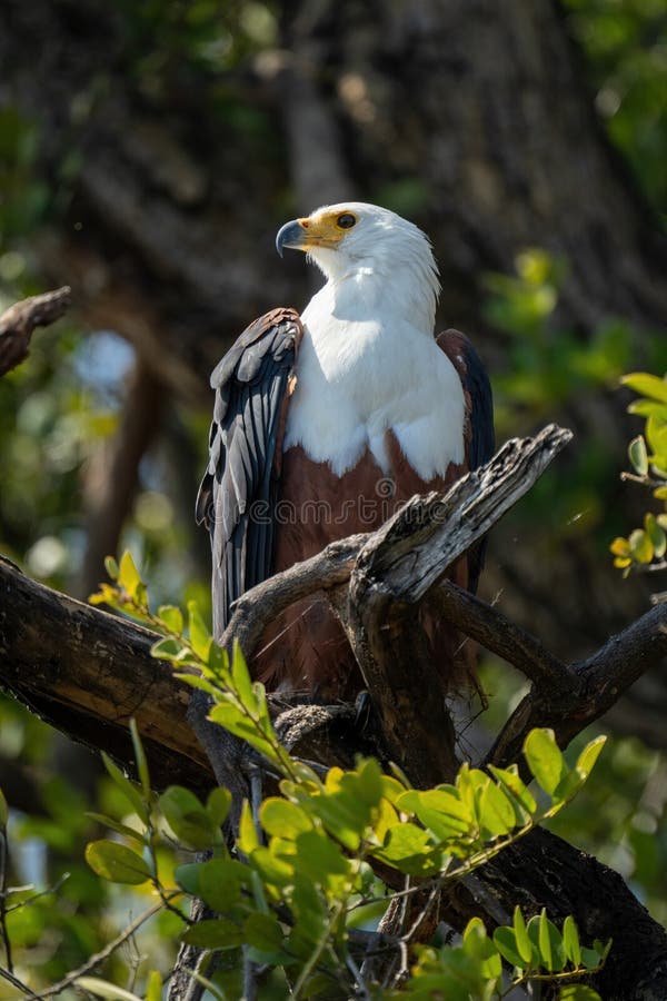 African Fish Eagle in Tree Turns Head Stock Photo - Image of fish ...