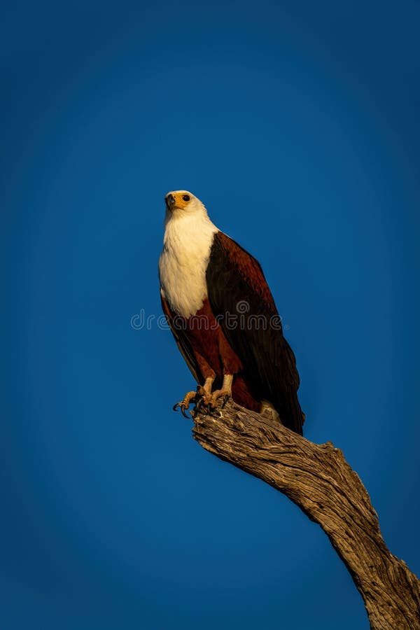 African Fish Eagle Watches Camera from Stump Stock Image - Image of ...