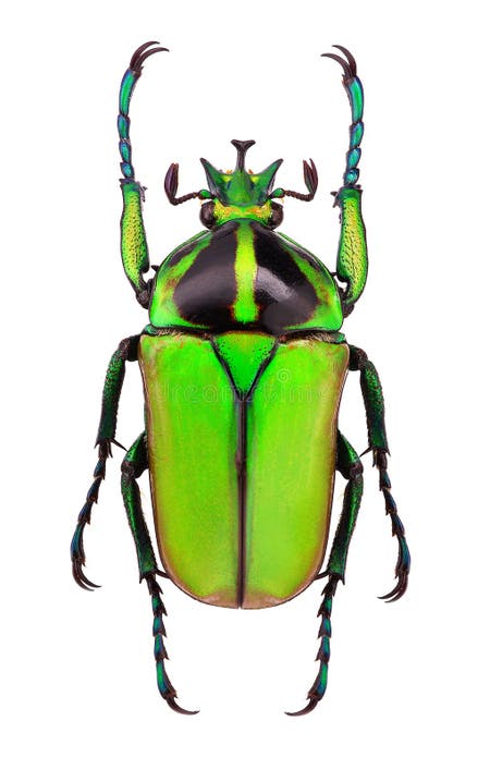 African Flower Beetle Neptunides Polychrous Stock Image - Image of ...