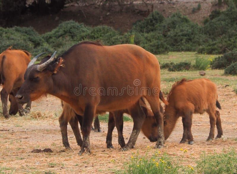 African Forest Buffalo on a Meadow with the Family on Background Stock ...