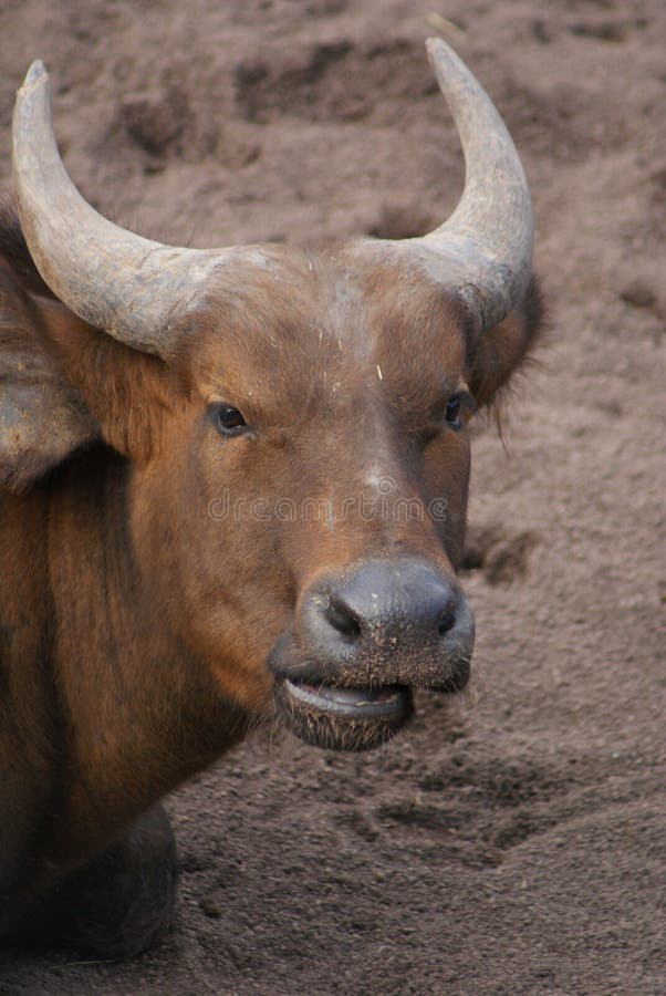 African Forest Buffalo - Syncerus Caffer Nanus Stock Photo - Image of ...