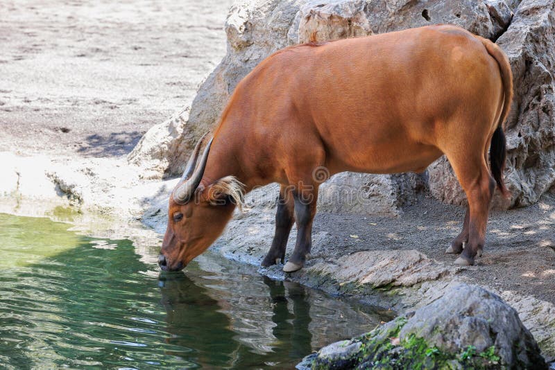 The African Forest Buffalo, Syncerus Caffer Nanus, Also Known As the ...