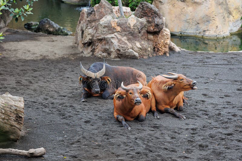 The African Forest Buffalo, Syncerus Caffer Nanus, Also Known As the ...