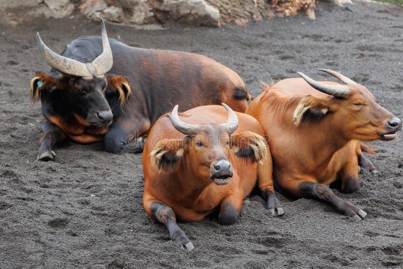 The African Forest Buffalo, Syncerus Caffer Nanus, Also Known As the ...