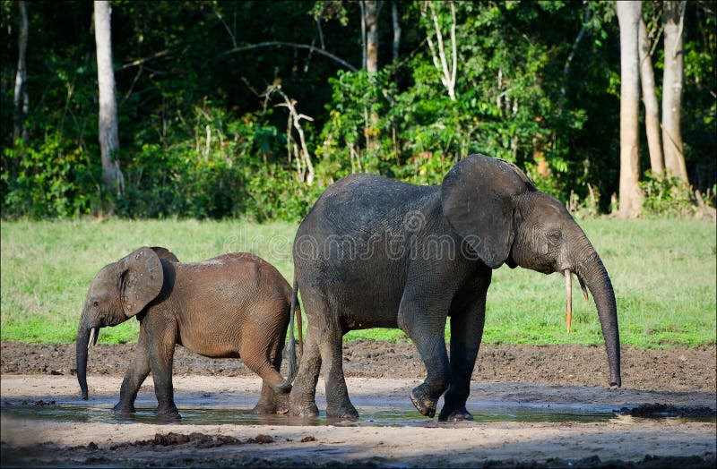 African Forest Elephants. stock image. Image of conservation - 16289113