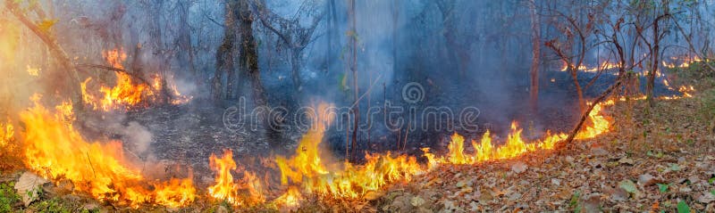 Wild Fires in Tropical Forest Stock Photo - Image of angola, endangered ...