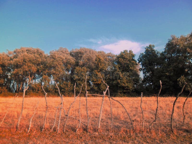 African Forest by sunset stock image. Image of forest - 169342293