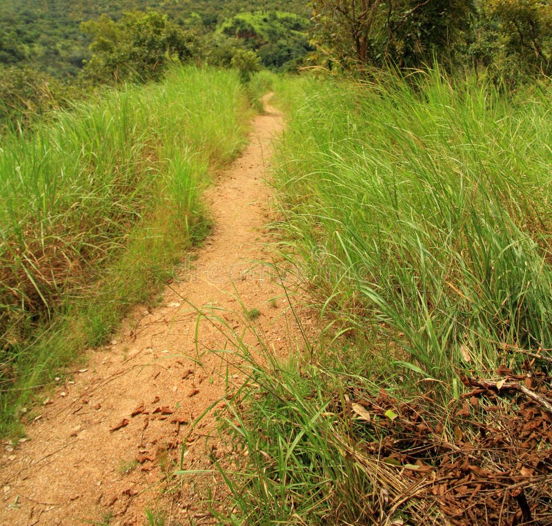African Forest Trail Perspective Stock Image - Image of plants, growth ...