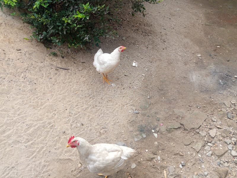 African fowl stock photo. Image of sand, plant, african - 263569198