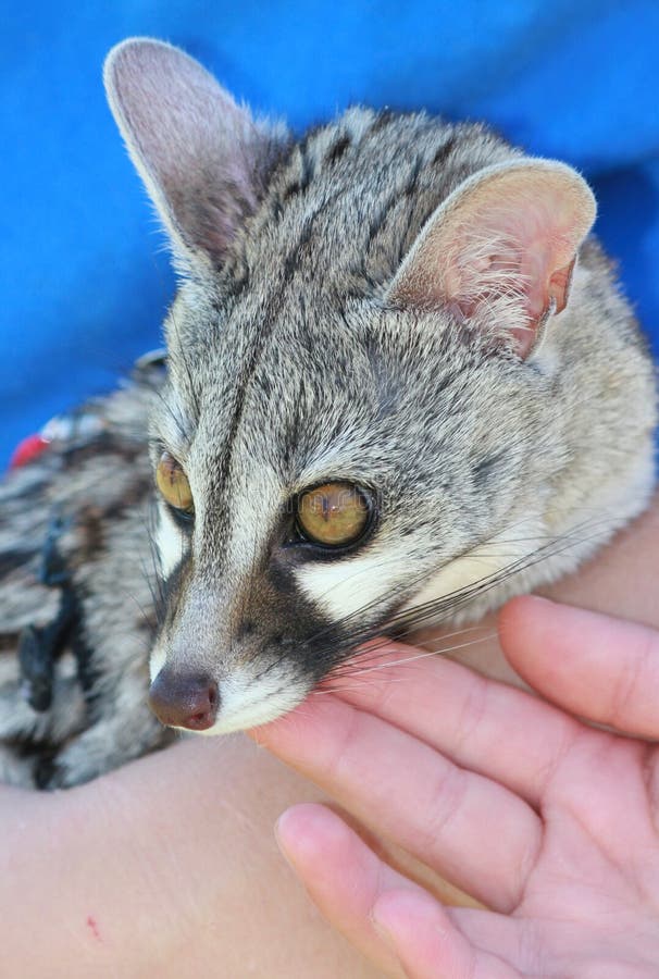 African Genet stock photo. Image of safari, tigrina, african - 24382328