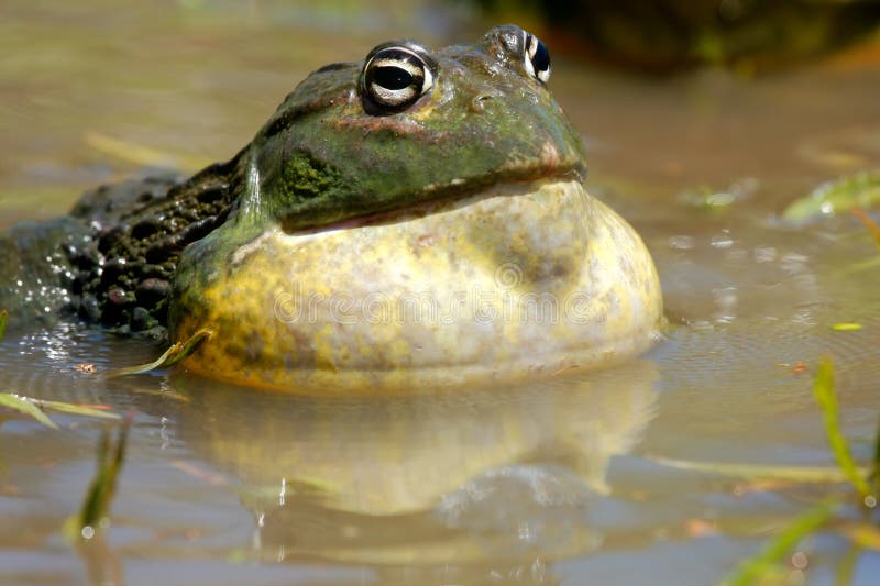 African giant bullfrog stock image. Image of massive - 15778821