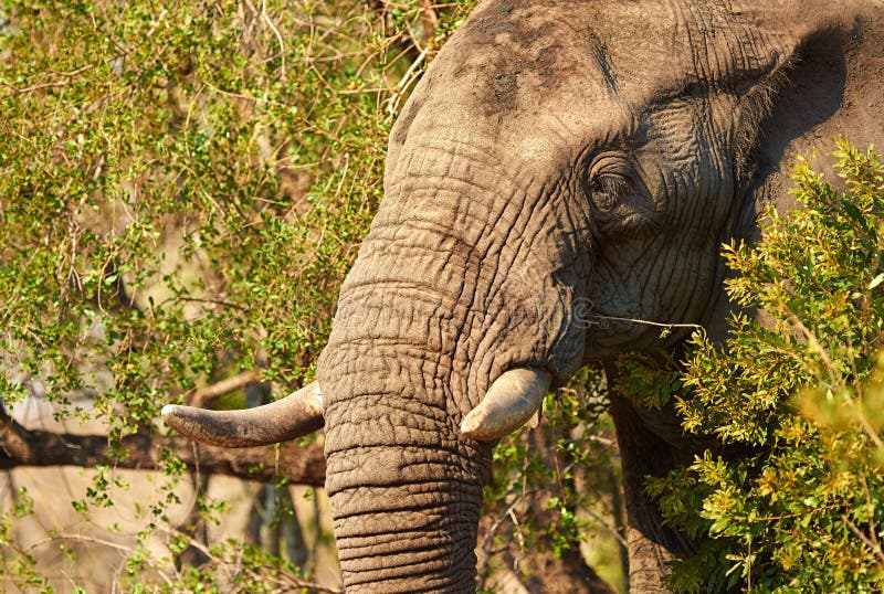 An African Giant. an Elephant in Its Natural Habitat. Stock Image ...