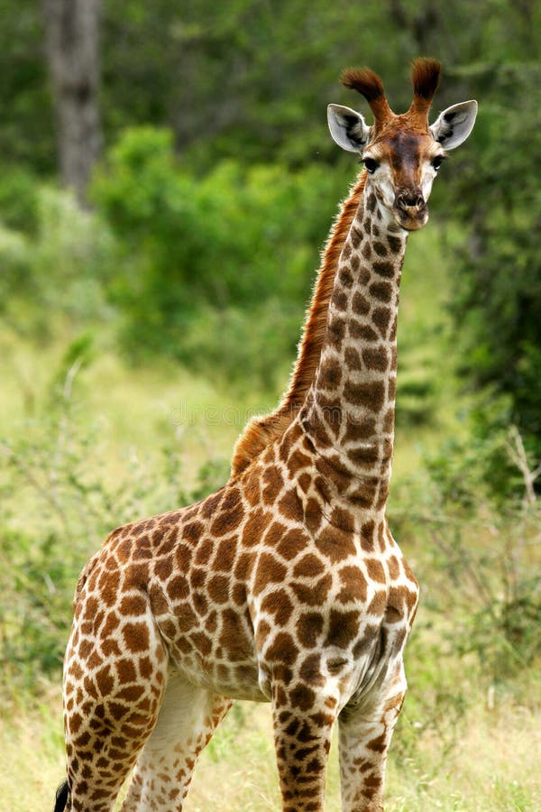 African Giraffe stock photo. Image of africa, herd, safari - 3991832
