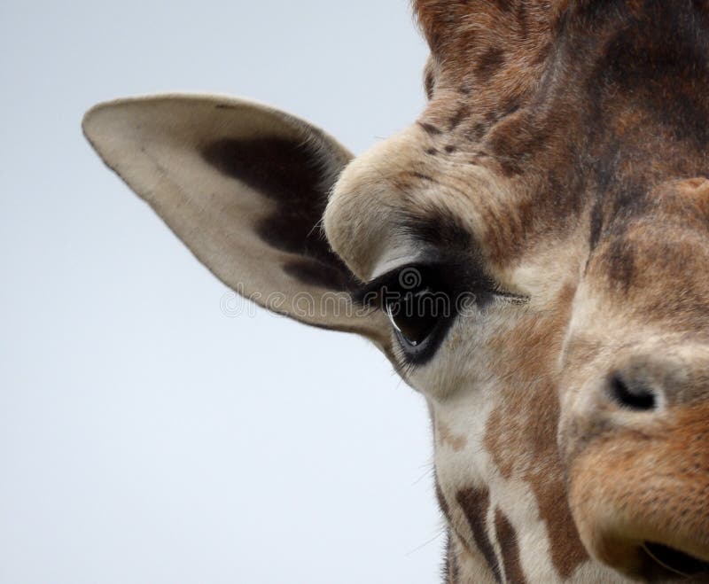 4,258 Giraffe Ear Photos - Free & Royalty-Free Stock Photos from Dreamstime