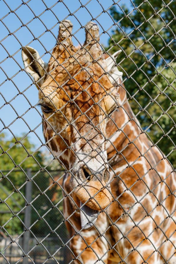 African Giraffe in an Enclosure at the Zoo. Giraffa Camelopardalis ...