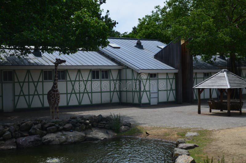 African Giraffe Near Pool in Zoo Enclosure Stock Image - Image of ...