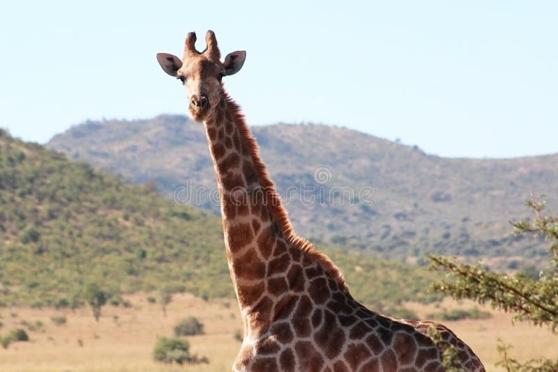 African Giraffe stock photo. Image of bushes, life, fierlds - 54828718