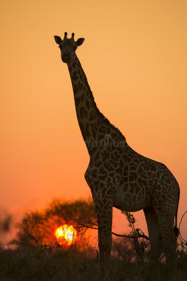 African giraffe in red stock photo. Image of sunlight - 79720996